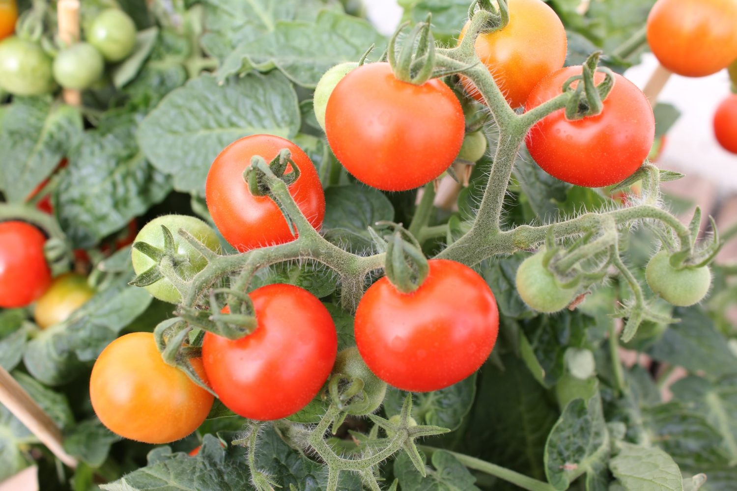 Tomaten säen: Wann ist der beste Zeitpunkt für Aussaat? - GARTA Tomaten säen: Wann ist der beste Zeitpunkt für Aussaat? - GARTA